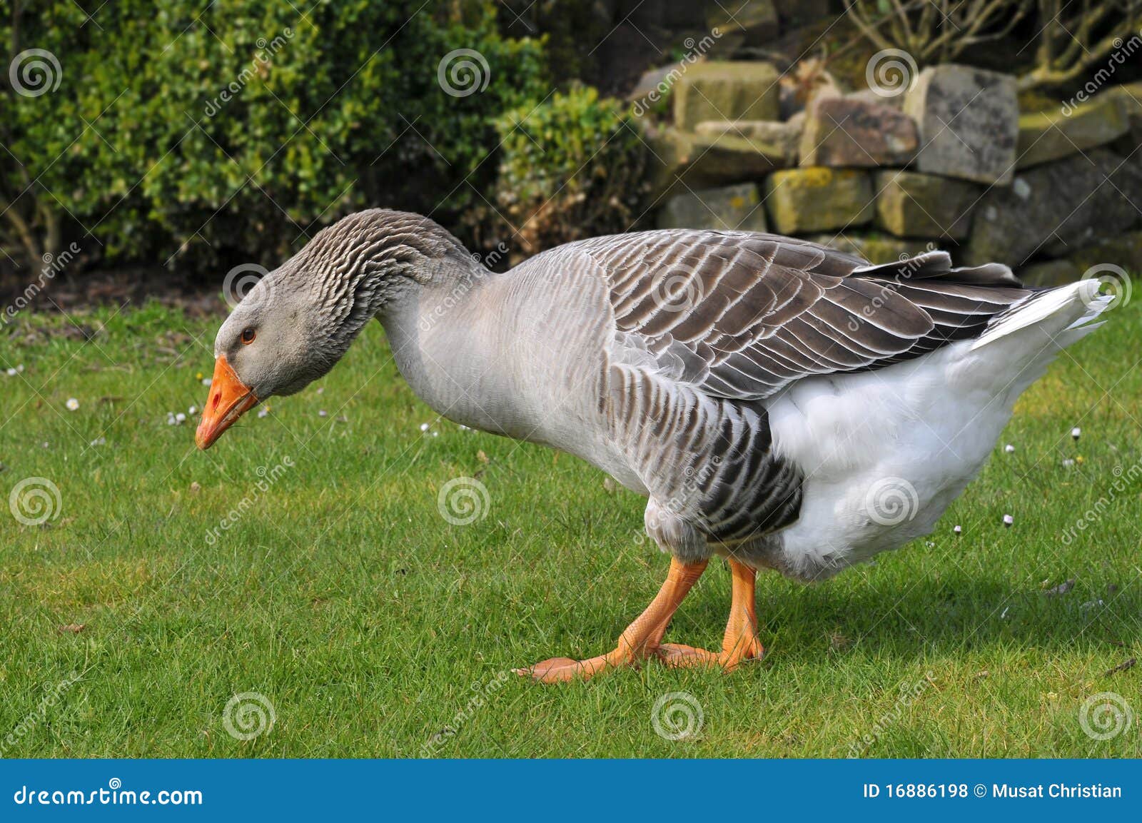 Greylag Goose Walking on Grass Stock Photo - Image of profile, lake ...