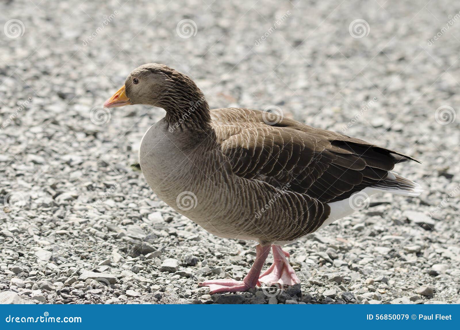 Greylag goose stock image. Image of feet, webbed, wildfowl - 56850079