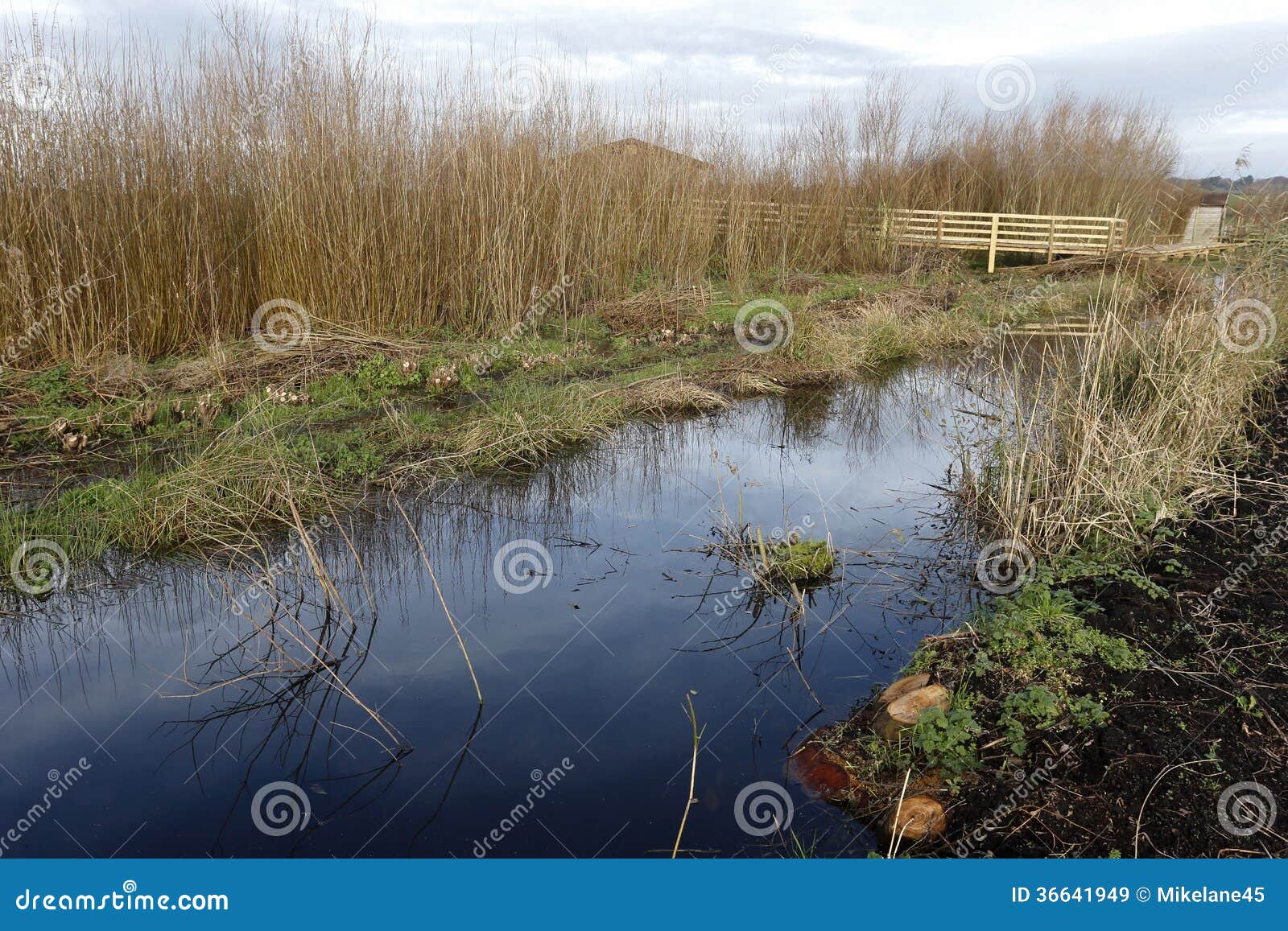 Greylake RSPB Reserve stock image. Image of watercourse - 36641949