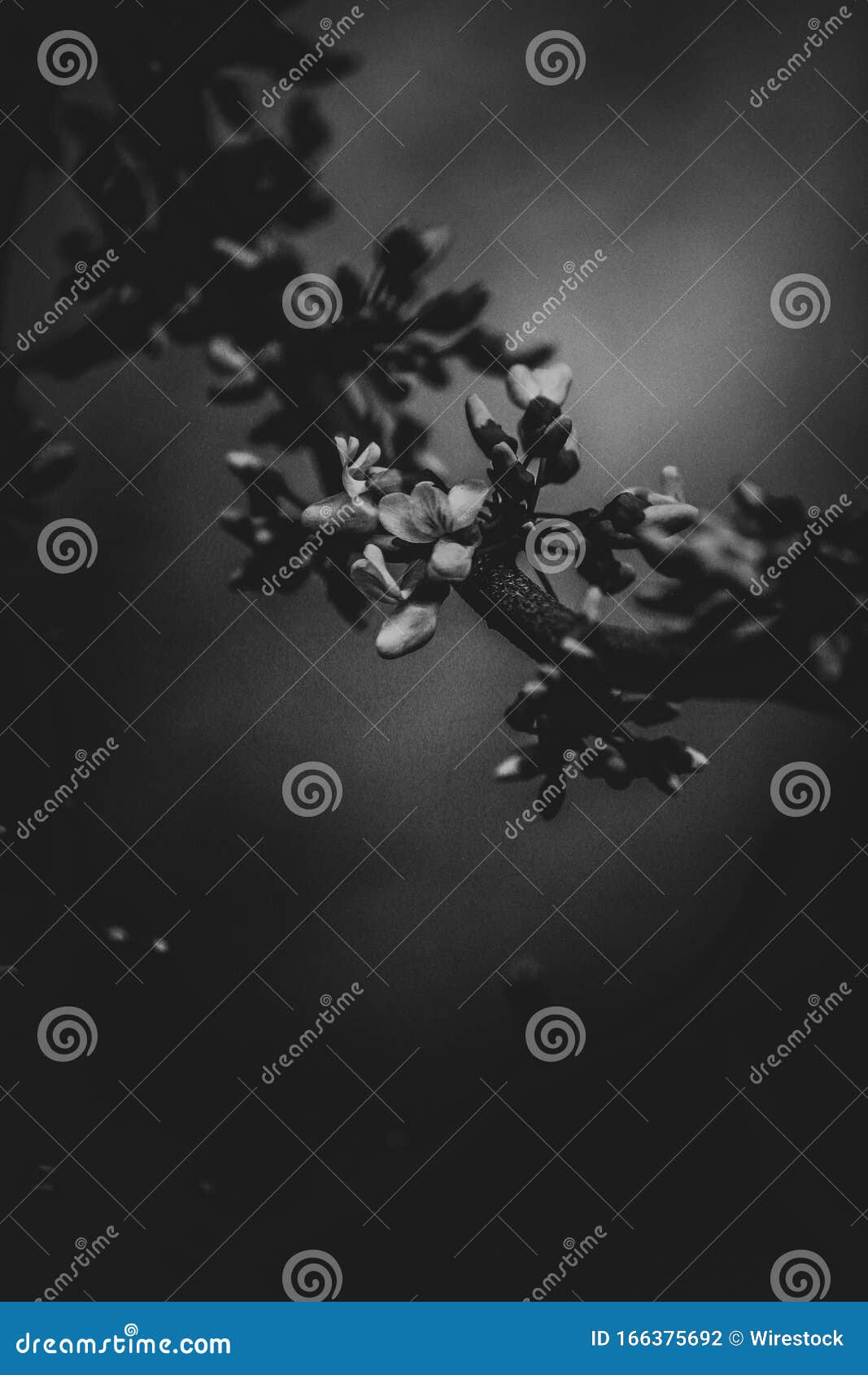 Greyscale Closeup of Blooming Flowers on a Tree Branch with a Blurry ...