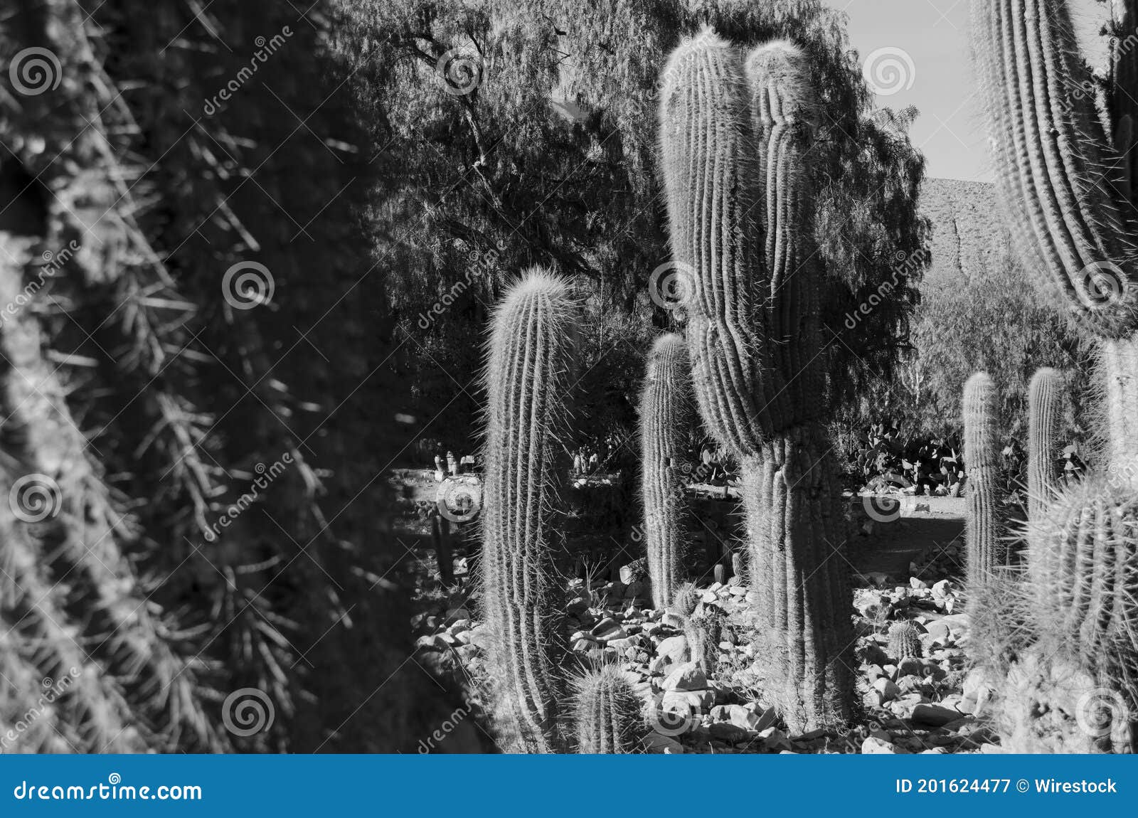 Greyscale Closeup of Cacti in the Quebrada De Humahuaca, Located in ...