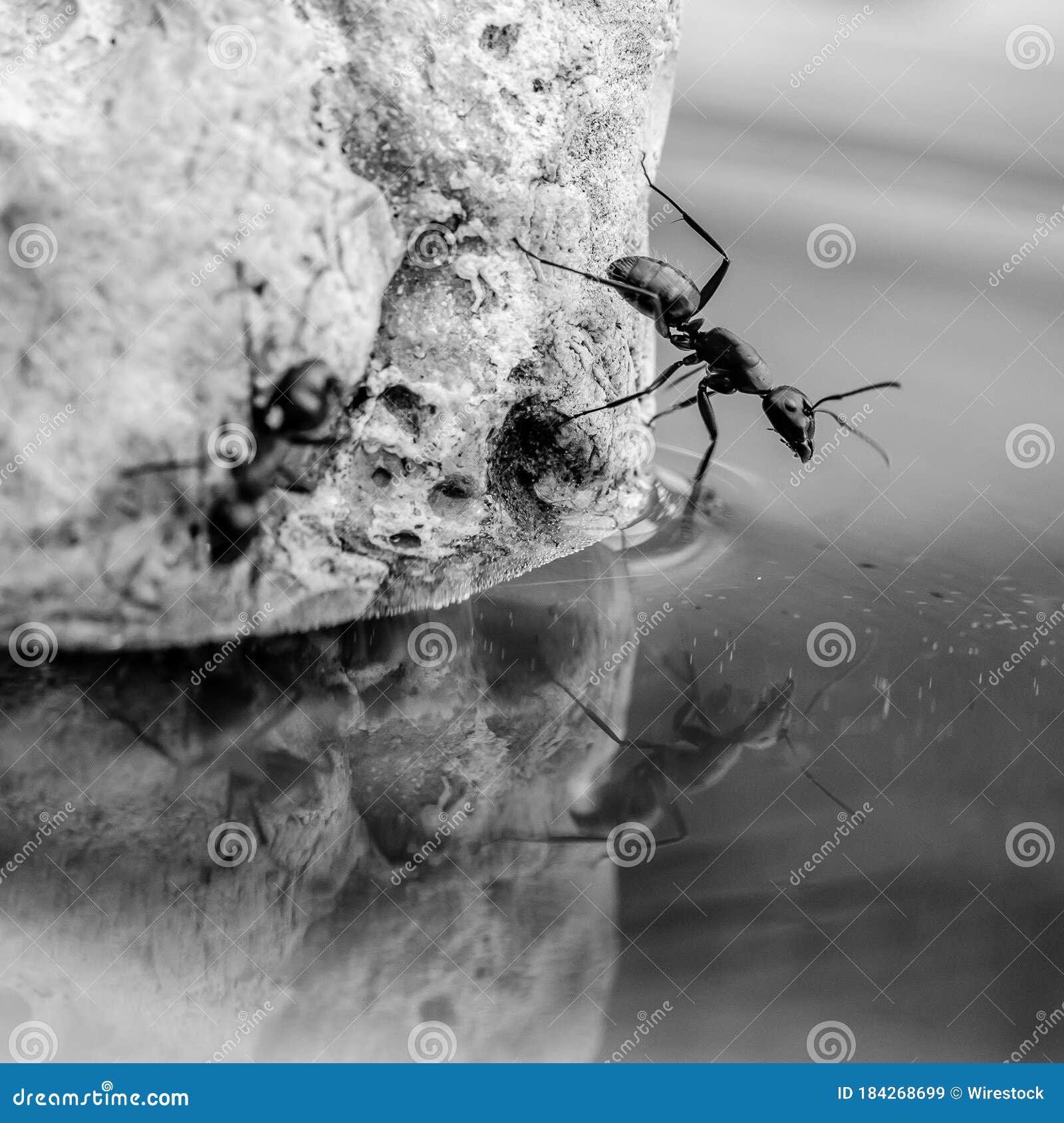 Greyscale Closeup Shot of Ants on the Rock Surrounded by Water Under ...
