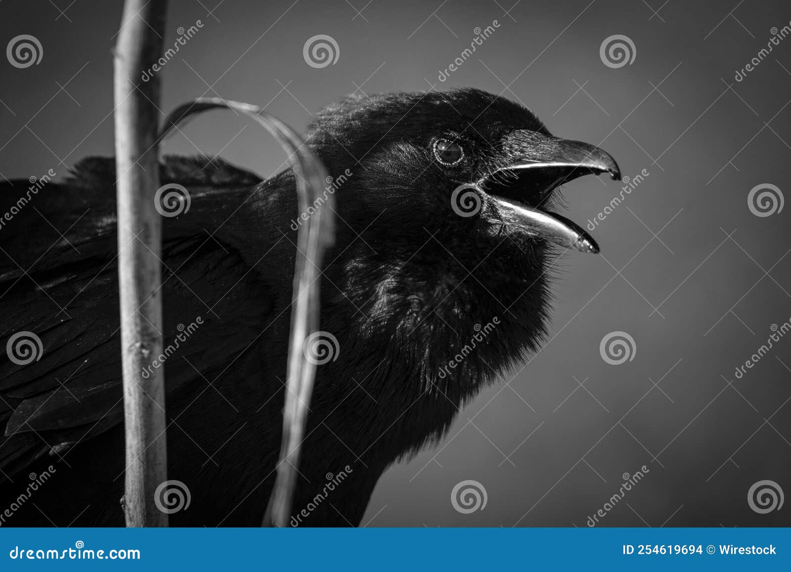 Greyscale Closeup Shot of a Crow with an Open Beak Stock Photo - Image ...