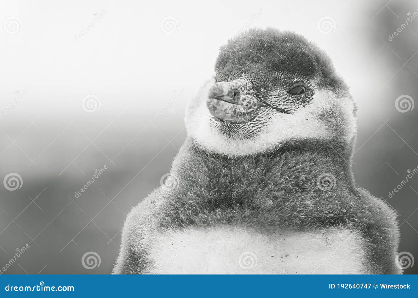 Greyscale Closeup Shot of a Cute Little Penguin Stock Image - Image of ...