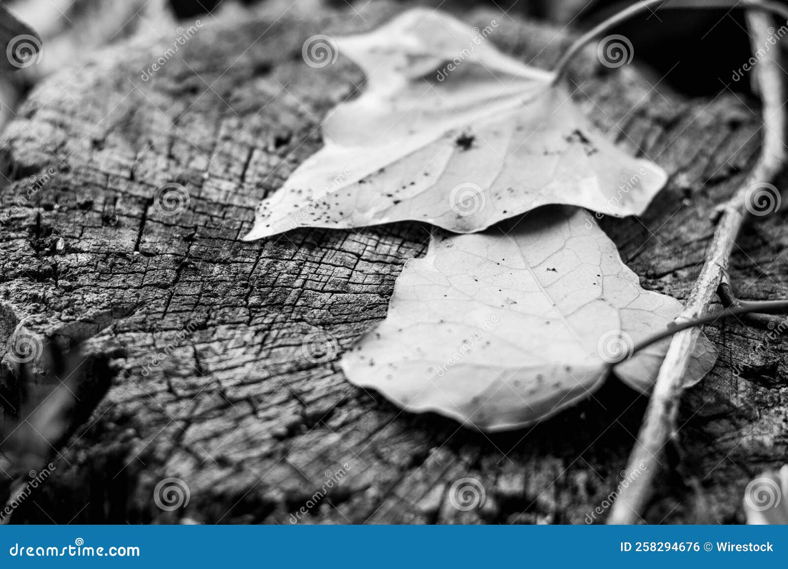 Greyscale Closeup Shot of Dry Leaves on a Cut Log Stock Photo - Image ...