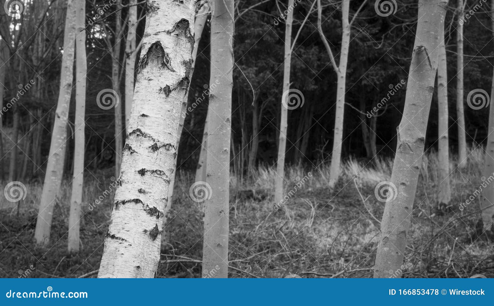Greyscale Closeup of Trees in a Forest Surrounded by Dry Leaves and ...
