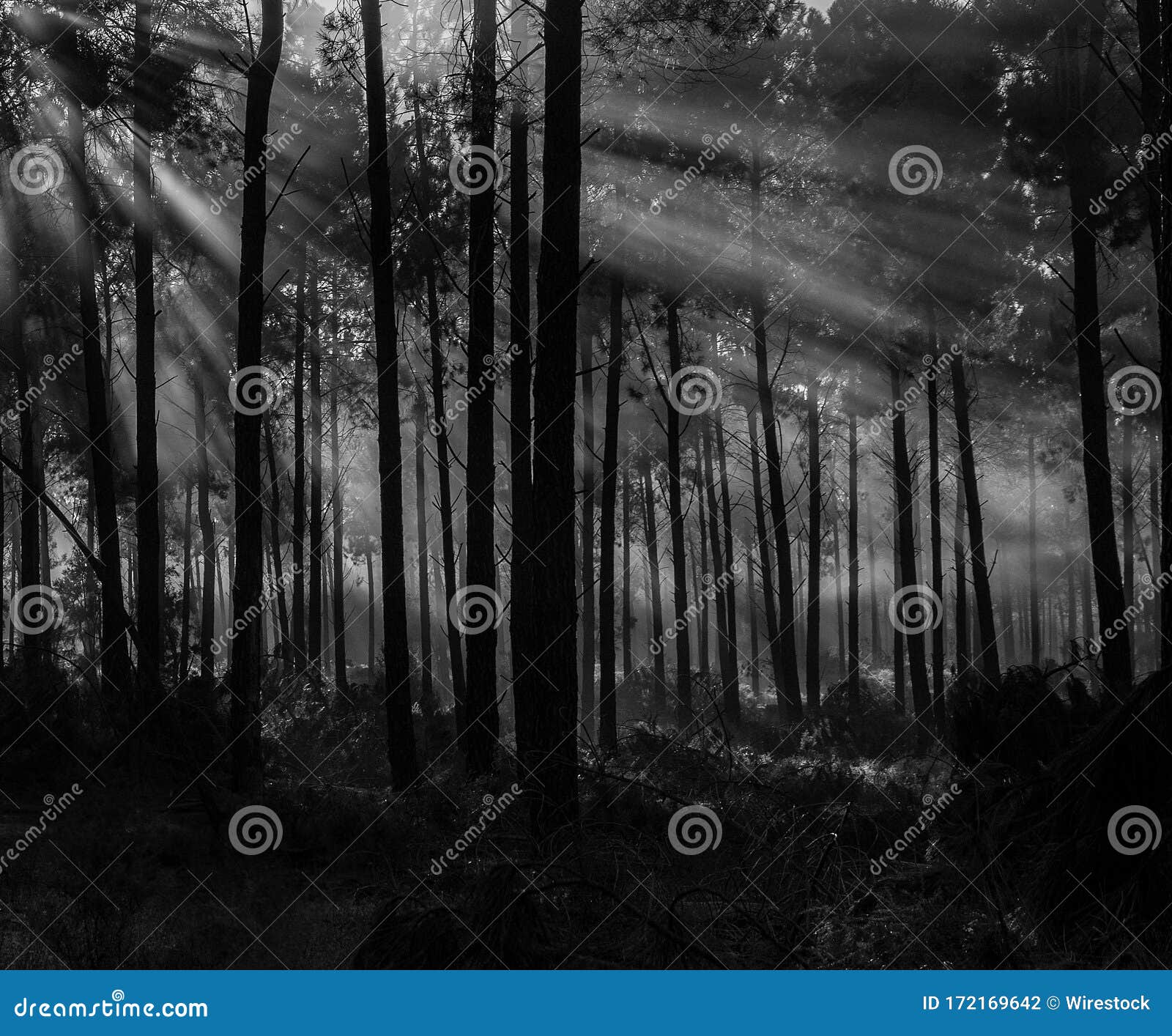 Greyscale of a Forest Covered in Bushes and Trees Under the Sunlight at ...