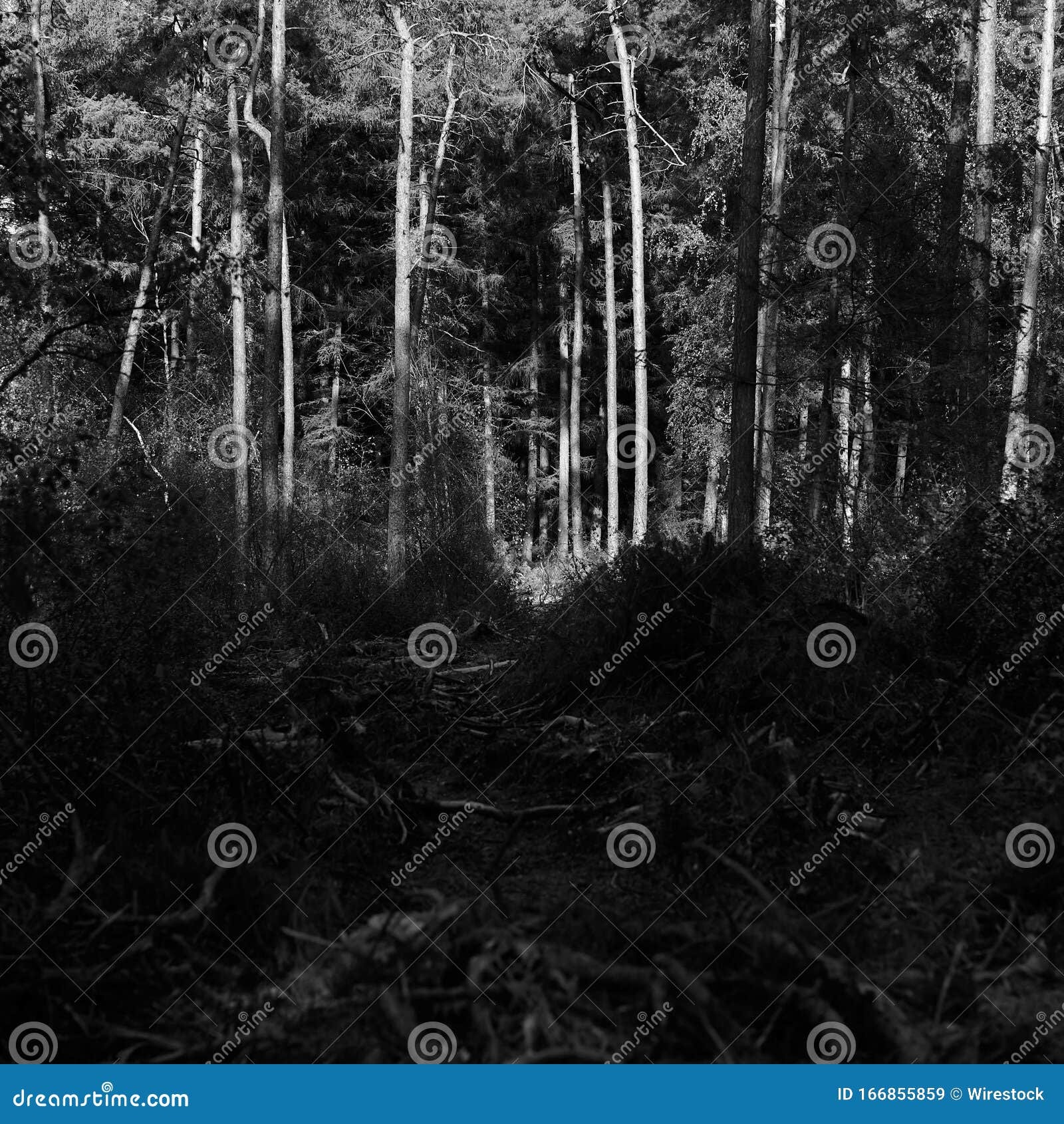 Greyscale of a Forest Covered in Tree Branches and Leaves Under ...