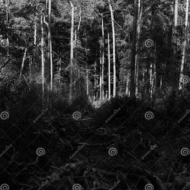 Greyscale of a Forest Covered in Tree Branches and Leaves Under ...
