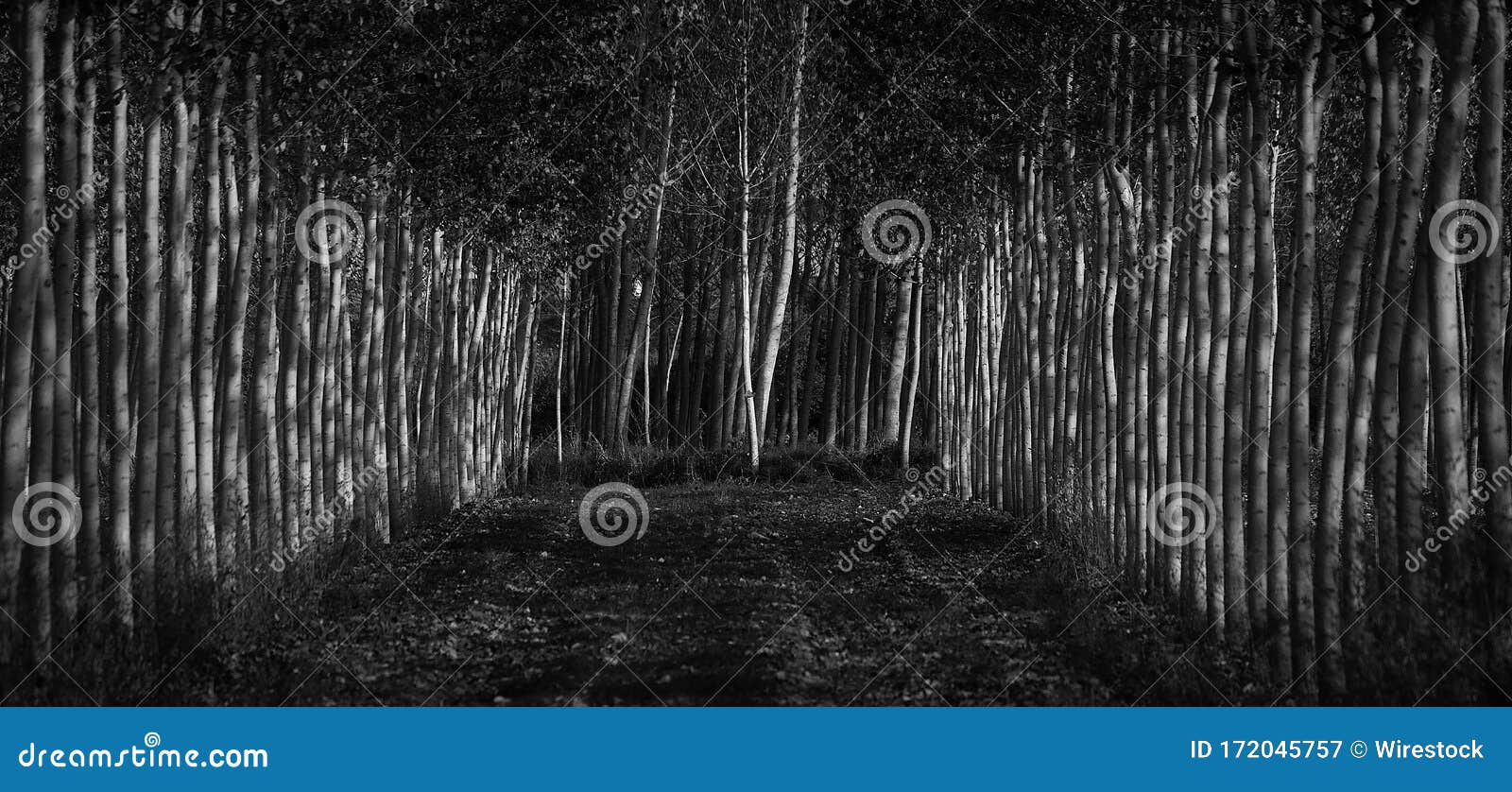 Greyscale of a Forest Covered in Trees and Leaves Under the Sunlight ...