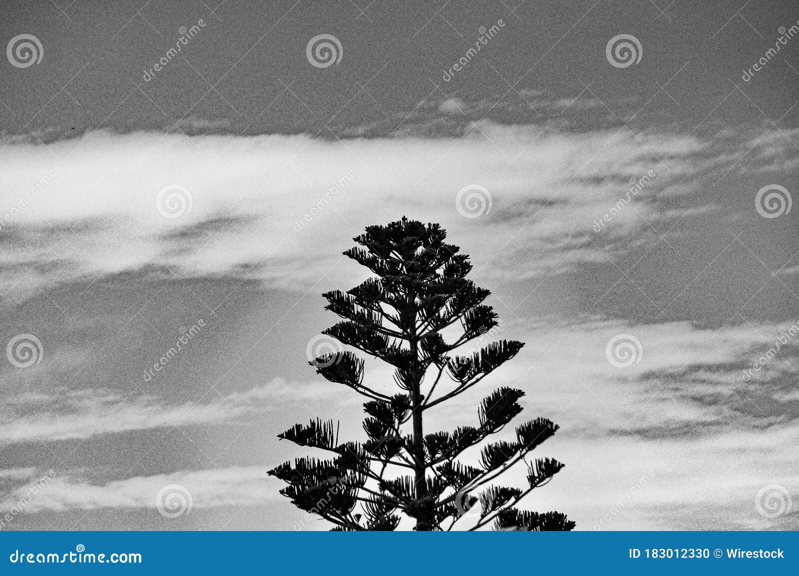 Greyscale Low Angle Shot of a Pine Tree with the Clouds in the Sky in ...