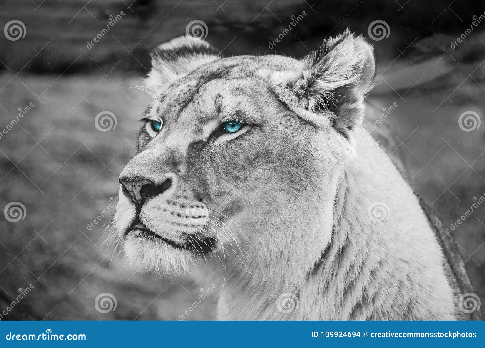 Greyscale Photography Of Lioness Picture. Image: 109924694