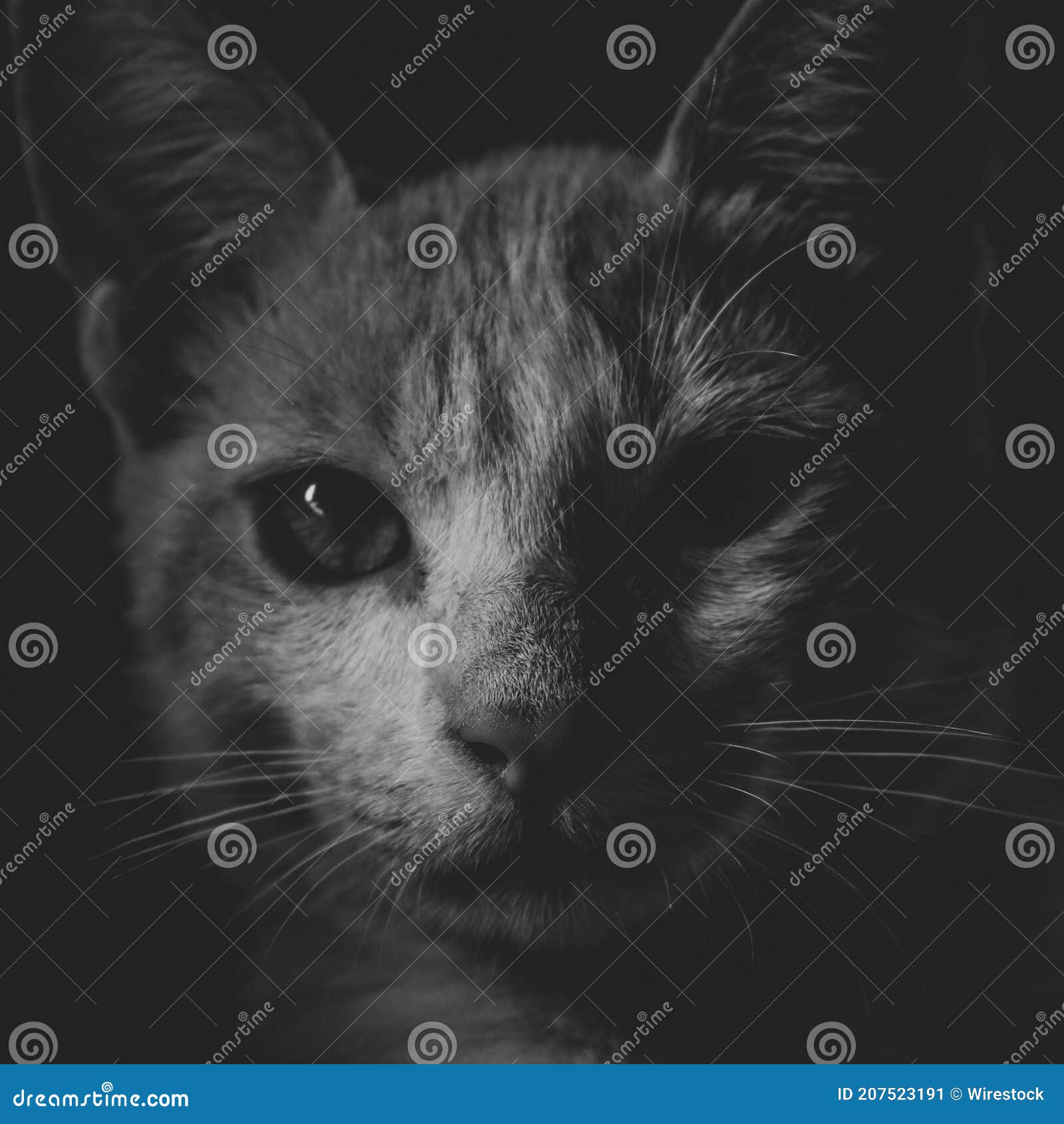 Greyscale Portrait of a Cat Stock Image - Image of portrait, greyscale ...