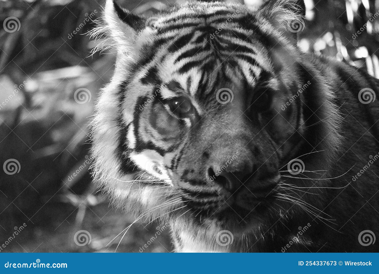 Greyscale Portrait of a Tiger Stock Image - Image of african, look ...