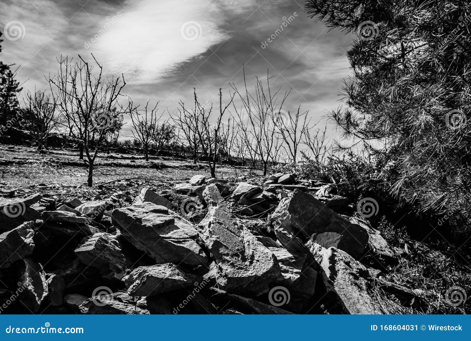 Greyscale Scenery of a Field Under the Gloomy Sky Stock Image - Image ...