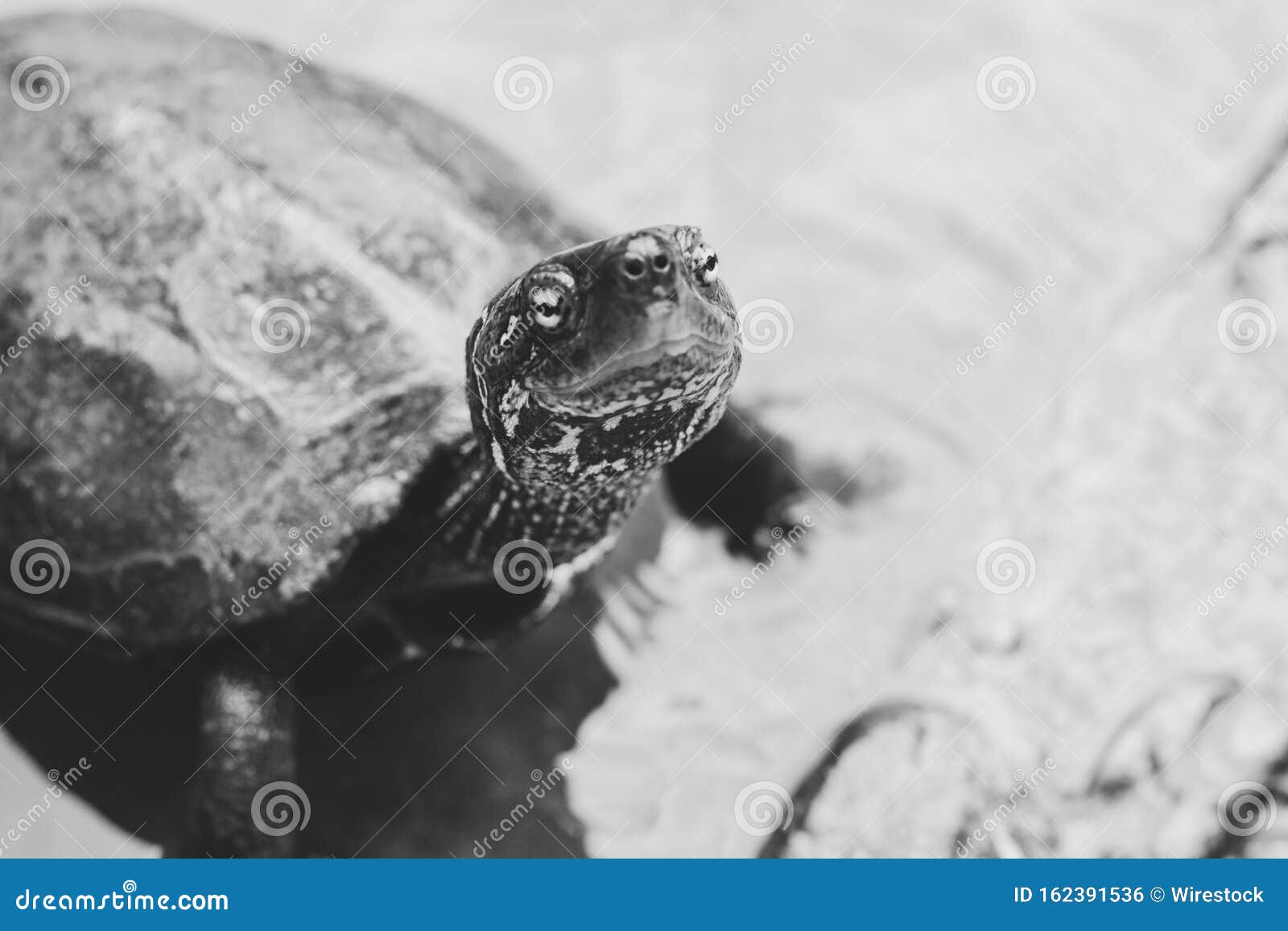 Greyscale Selective Focus Shot of a Cute Turtle Curiously Looking at ...