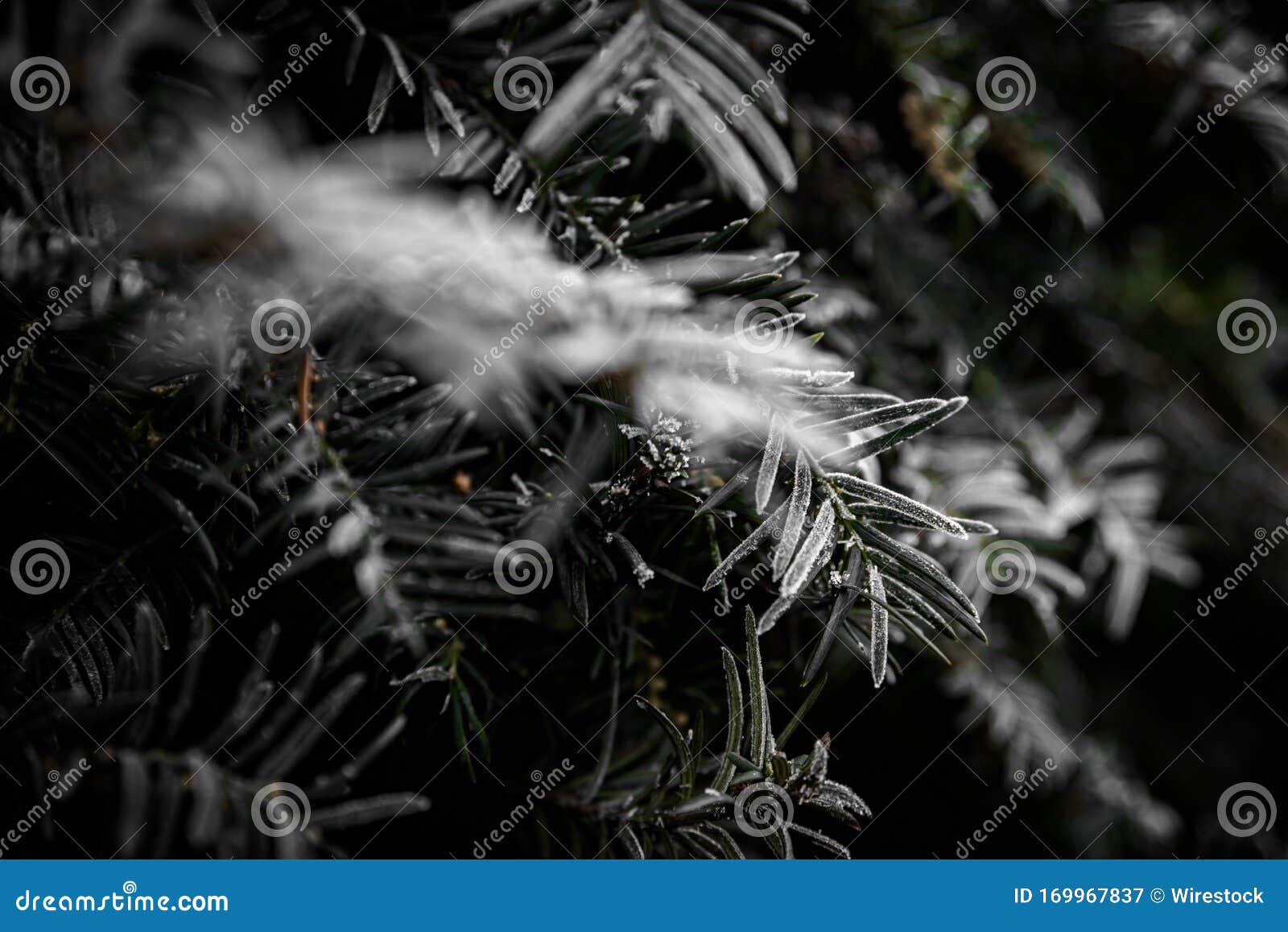 Greyscale Selective Focus Shot of the Leaves of a Spruce Tree with a ...