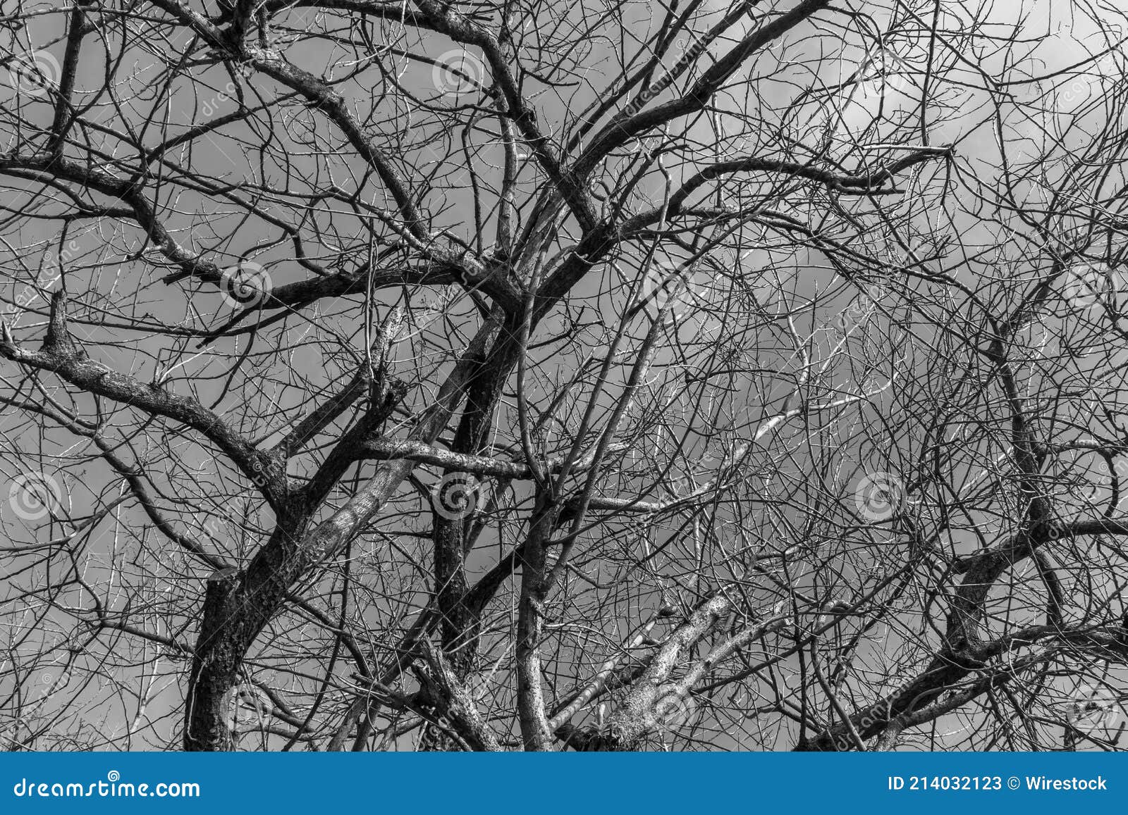Greyscale Shot of the Bare Branches of a Tree Stock Image - Image of ...
