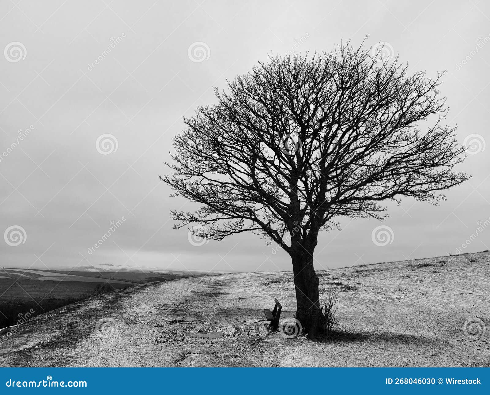 Greyscale Shot of a Bare Tree in the Desert Stock Photo - Image of ...