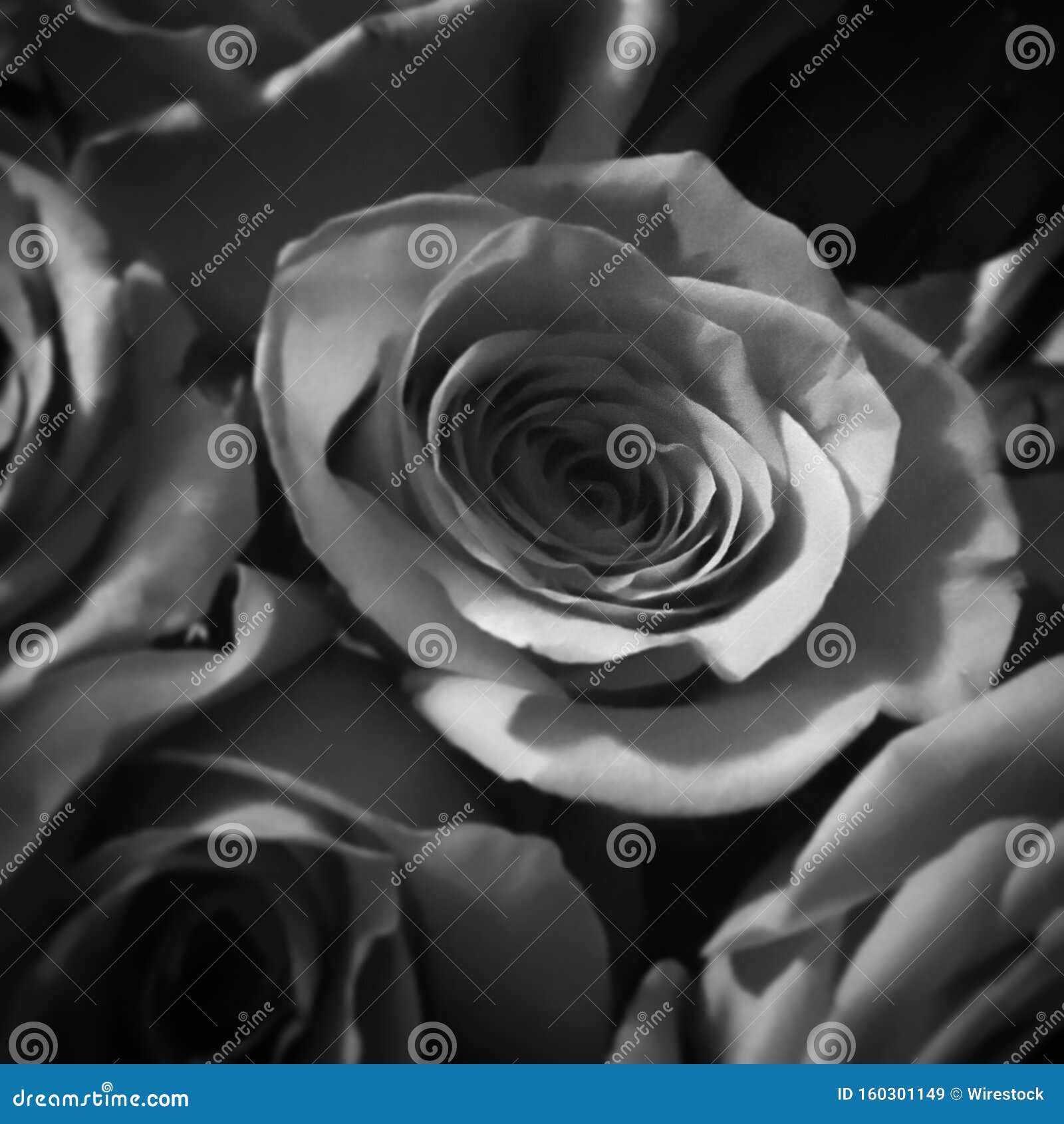 Greyscale Shot of a Beautiful Rose Flower Stock Illustration ...