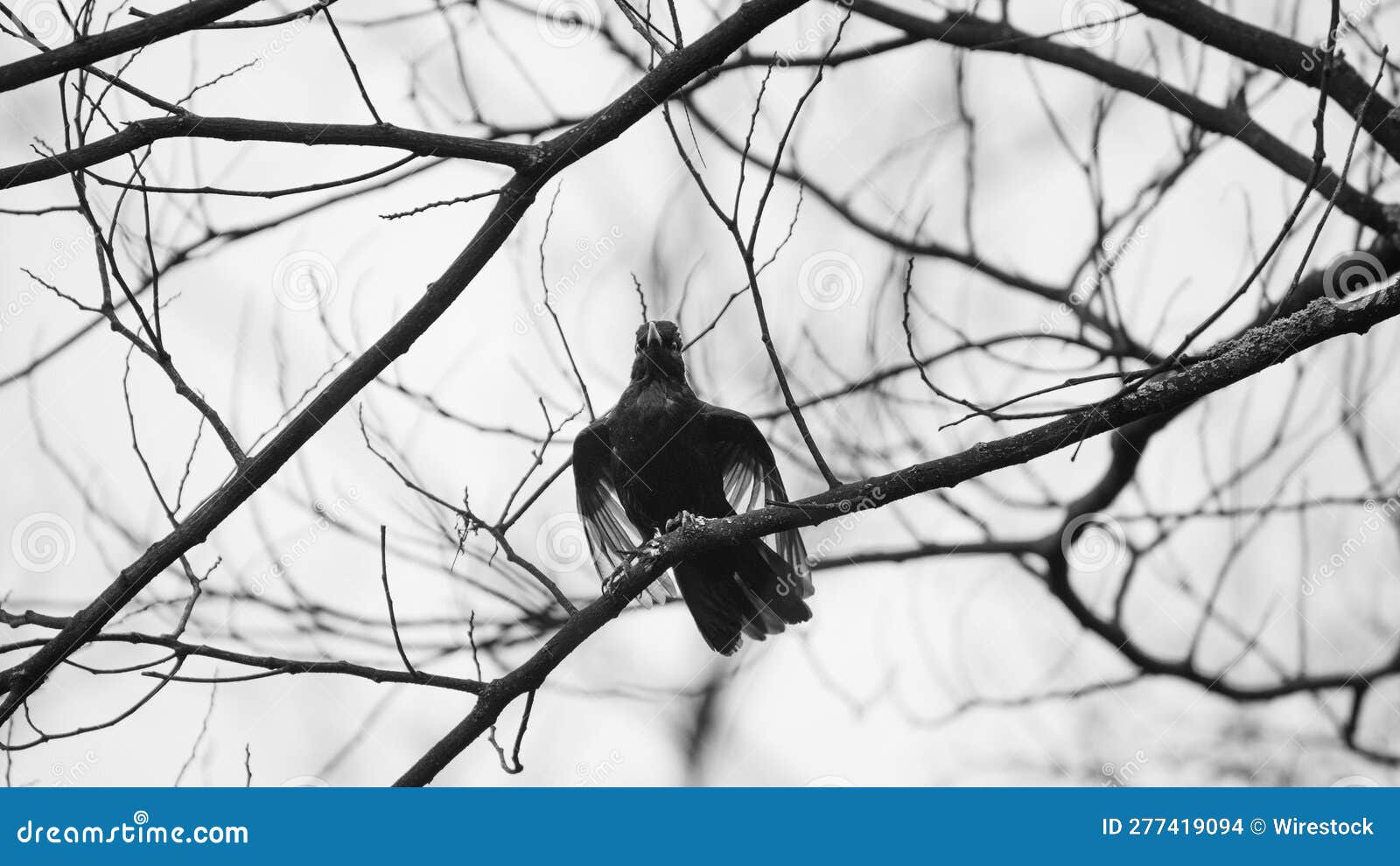Greyscale Shot of a Blackbird on a Tree Branch Stock Photo - Image of ...
