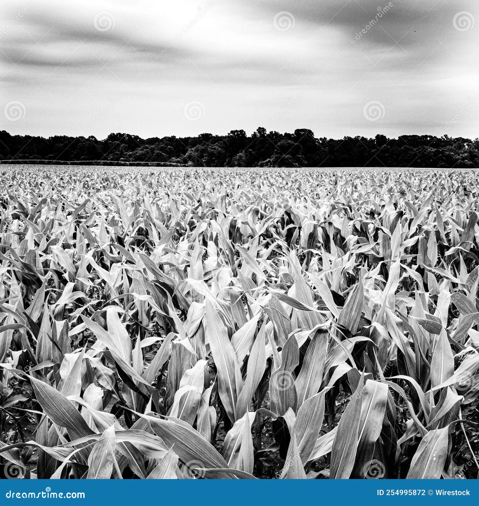 Greyscale Shot of a Corn Field Stock Photo - Image of grain, land ...
