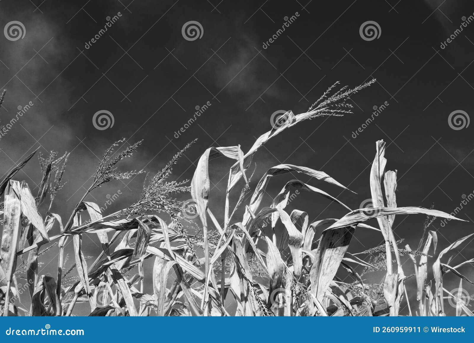Greyscale Shot of a Corn Field Stock Image - Image of greyscale, food ...