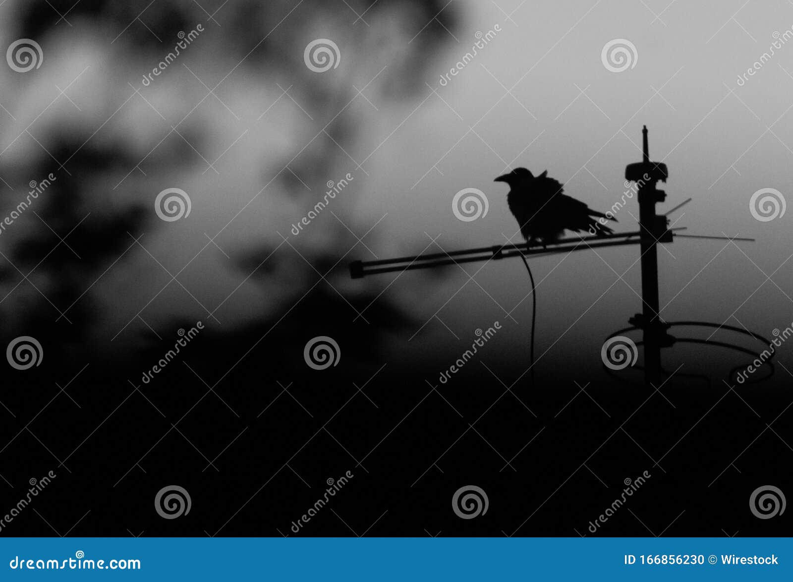 Greyscale Shot of a Crow Perched on an Electricity Wire with a Blurred ...