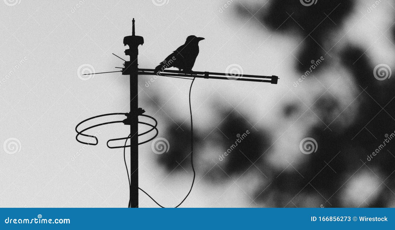 Greyscale Shot of a Crow Perched on an Electricity Wire with a Blurred ...