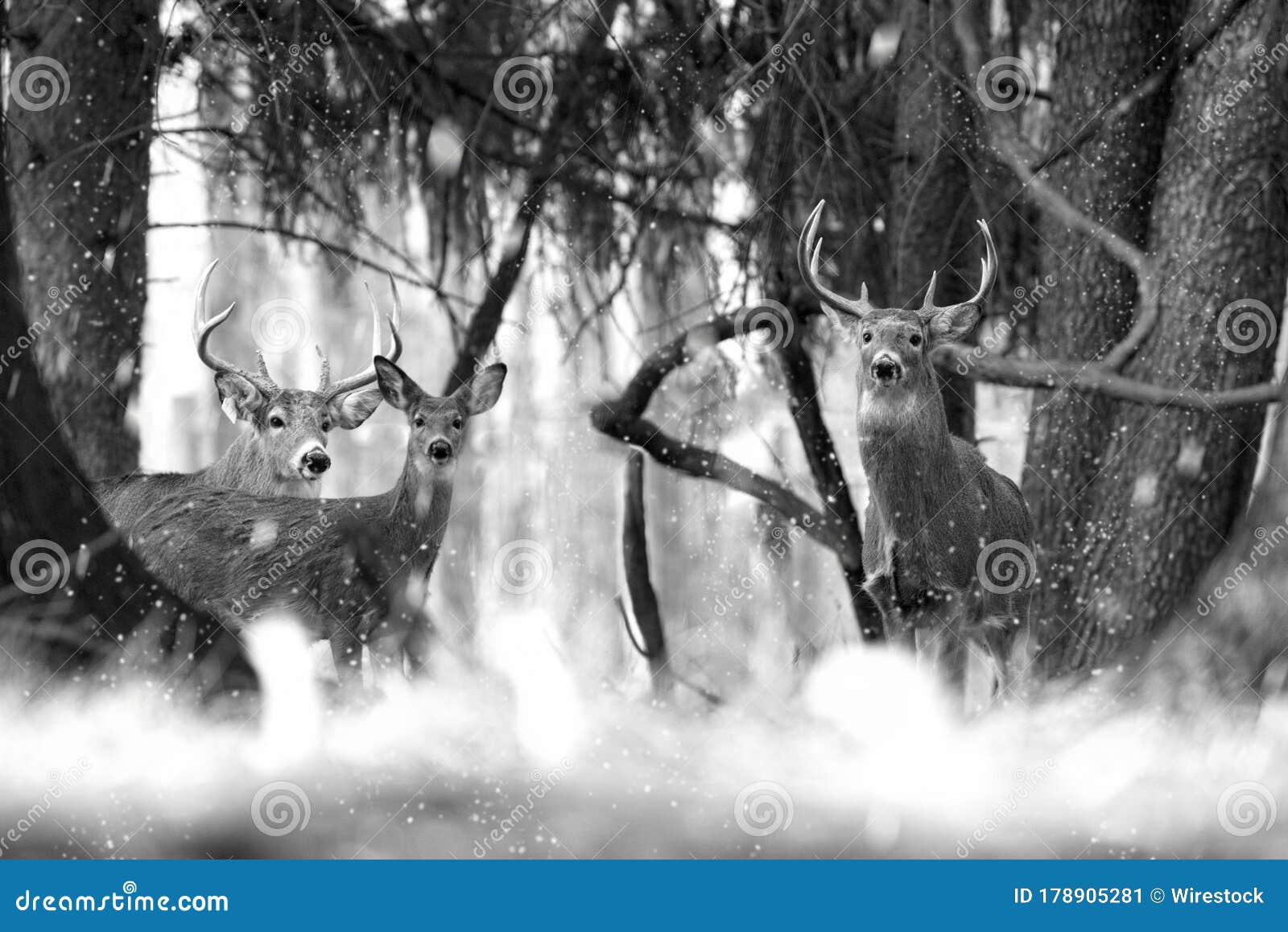 Greyscale Shot of Cute Deers Next To the Trees during the Snowflake ...