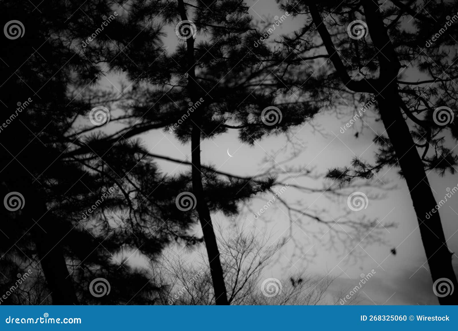 Greyscale Shot of Dark Woods in the Forest with a Moon in the Night Sky ...