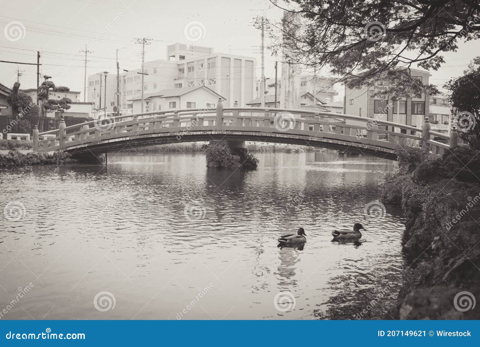 Greyscale Shot of Ducks Floating on Top of the Water Under the Bridge ...