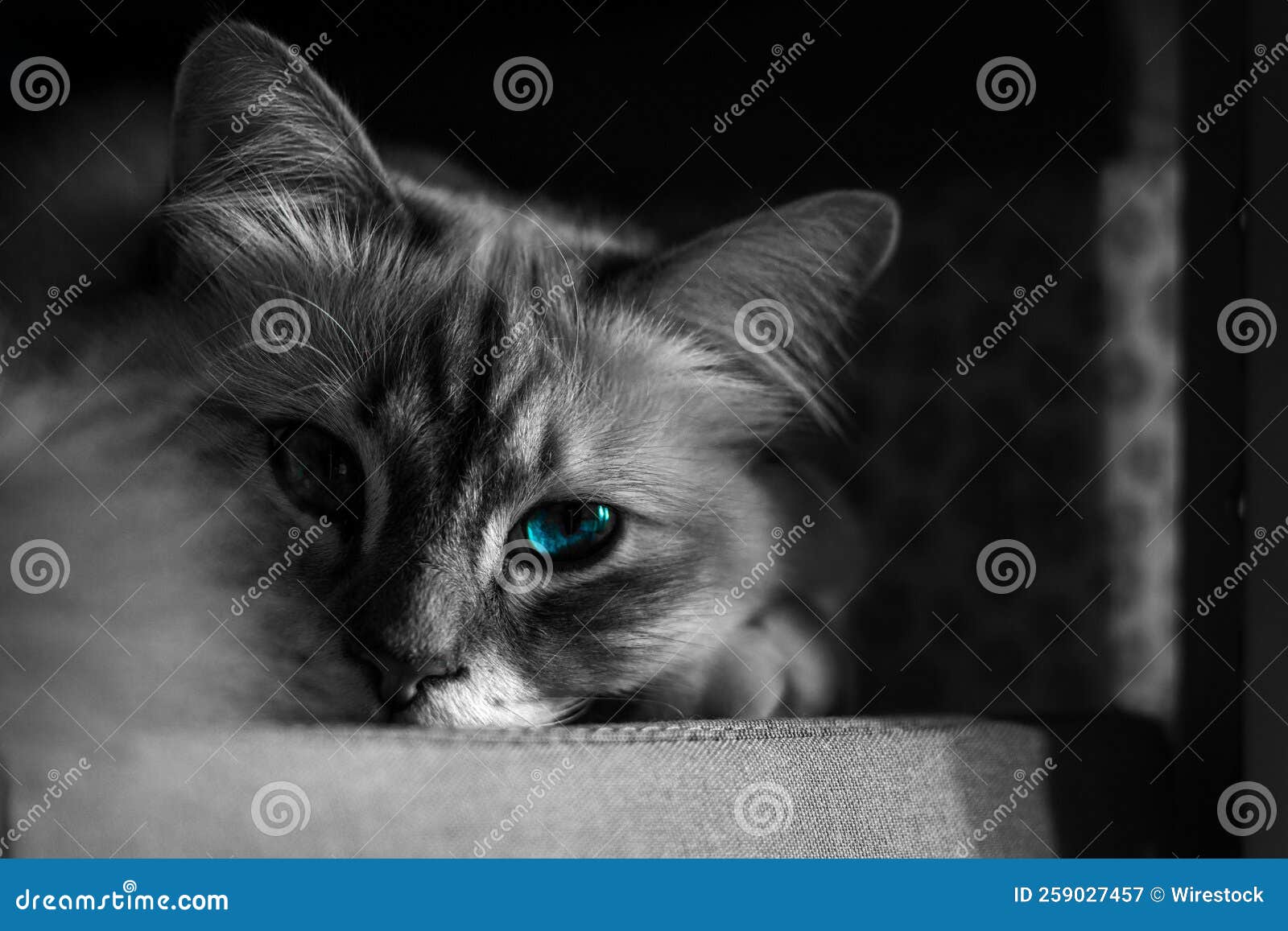 Greyscale Shot of a Furry Cat with Big Blue Eyes Stock Image - Image of ...