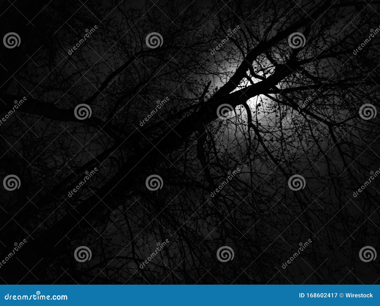 Greyscale Shot of a Leafless Tree at Night Time - Scary Concept Stock ...
