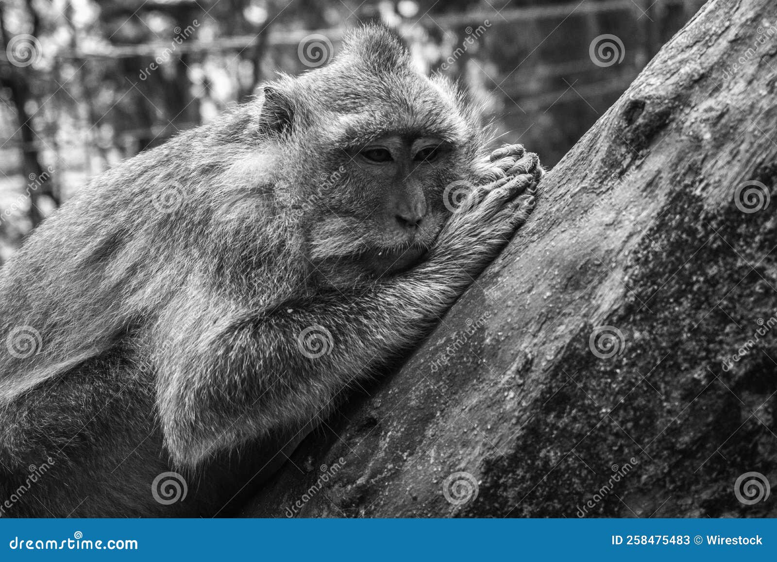Greyscale Shot of a Monkey Leaning on a Tree Stock Image - Image of ...