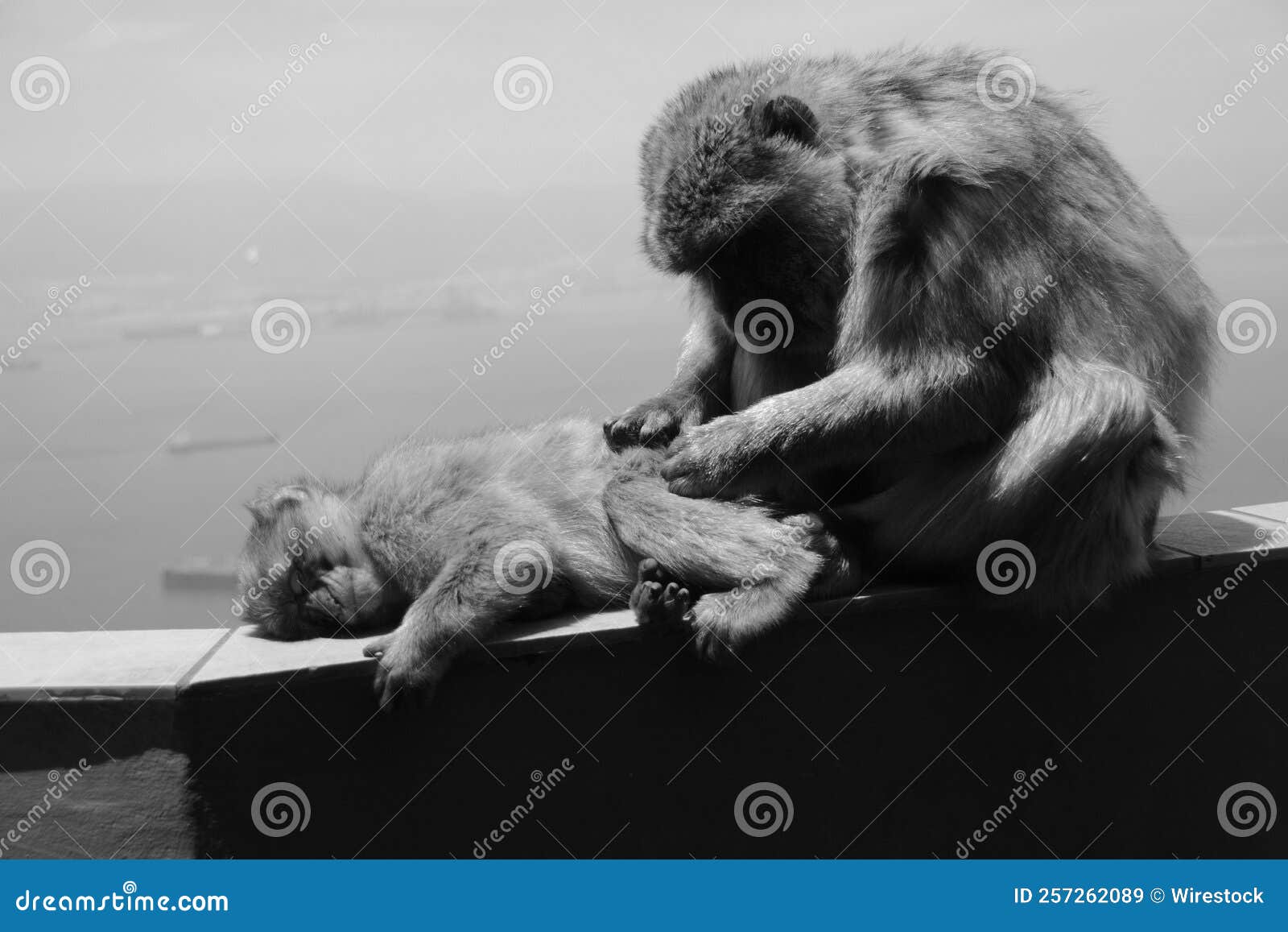 Greyscale Shot of a Monkey Massaging Another One Stock Image - Image of ...