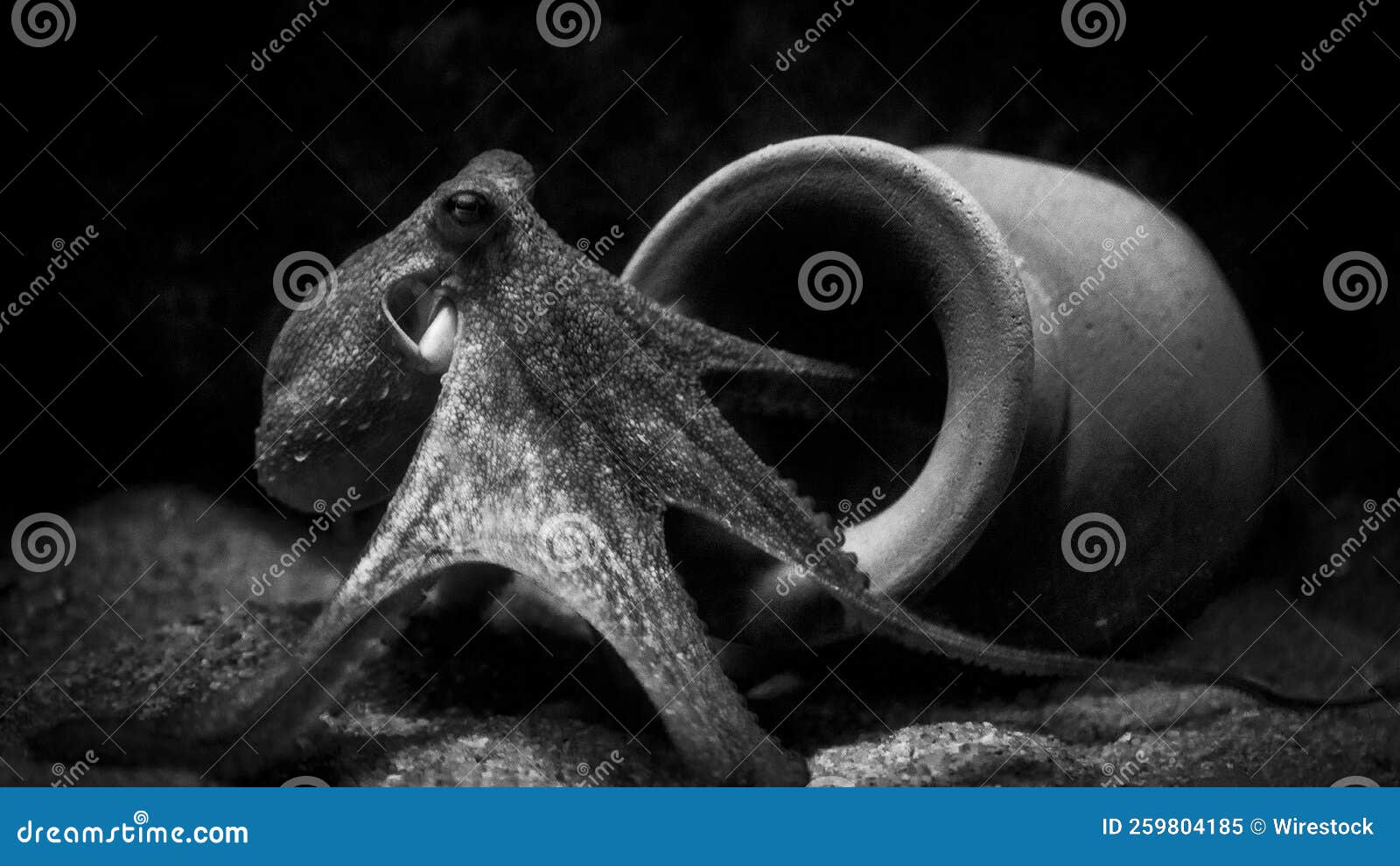 Greyscale Shot of an Octopus on a Jar Inside the Aquarium Stock Image ...