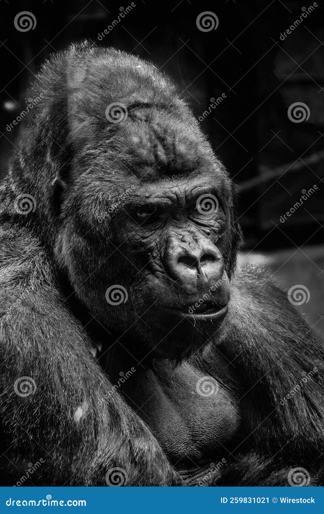 Greyscale Shot of an Old Gorilla Stock Image - Image of head, national ...