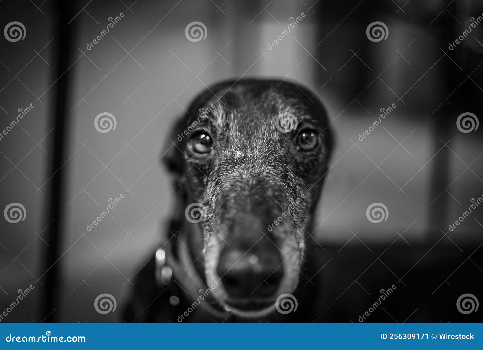 Greyscale Shot of a Sad Dog Stock Image - Image of modern, mammal ...