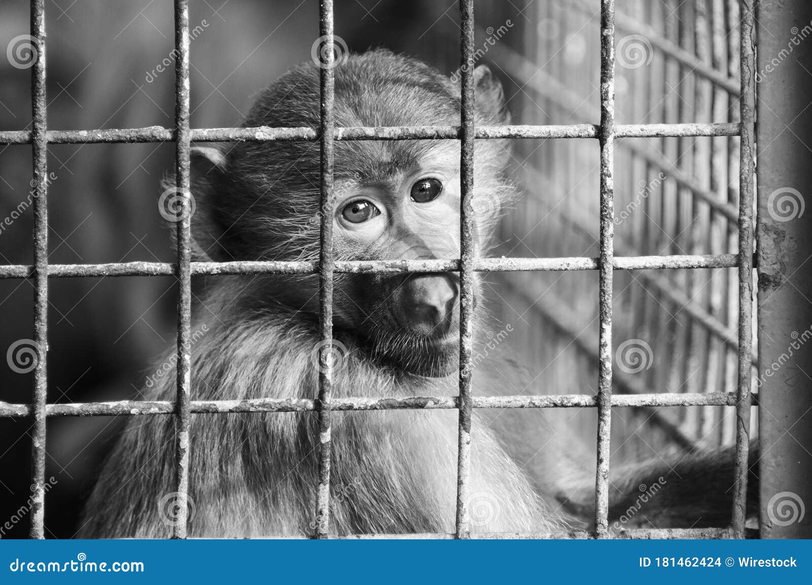 Greyscale Shot of a Sad Monkey in a Small Old Cage - Conception ...