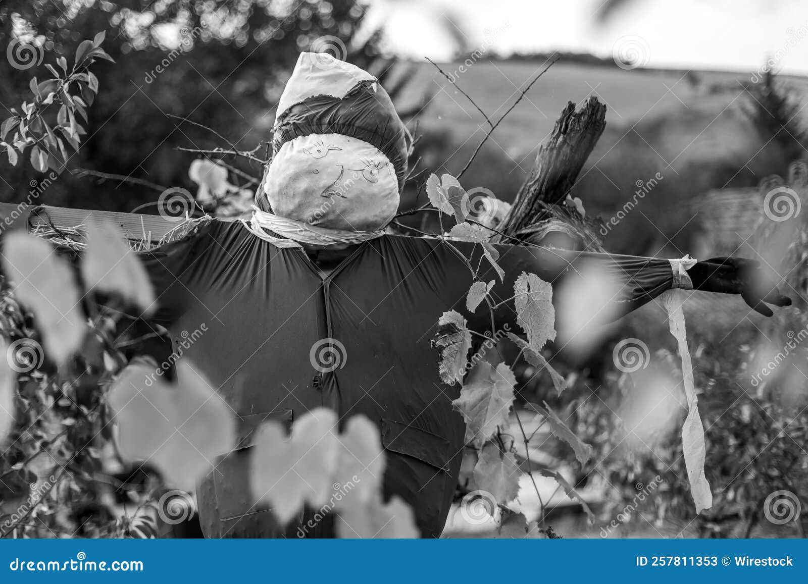 Greyscale Shot of a Scarecrow in a Field Stock Image - Image of ...