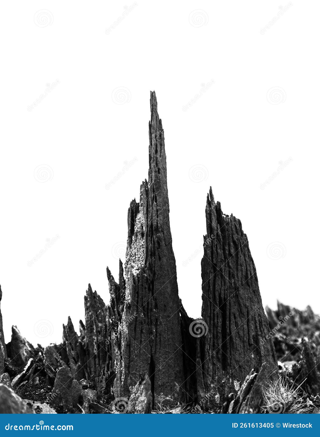 Greyscale Shot of a Sharp Tree Trunk Stock Image - Image of texture ...