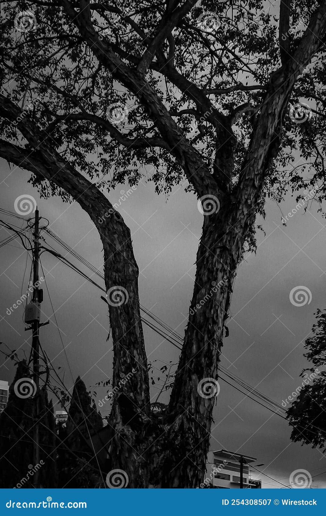 Greyscale Shot of a Tall Tree Stock Image - Image of outdoors, summer ...