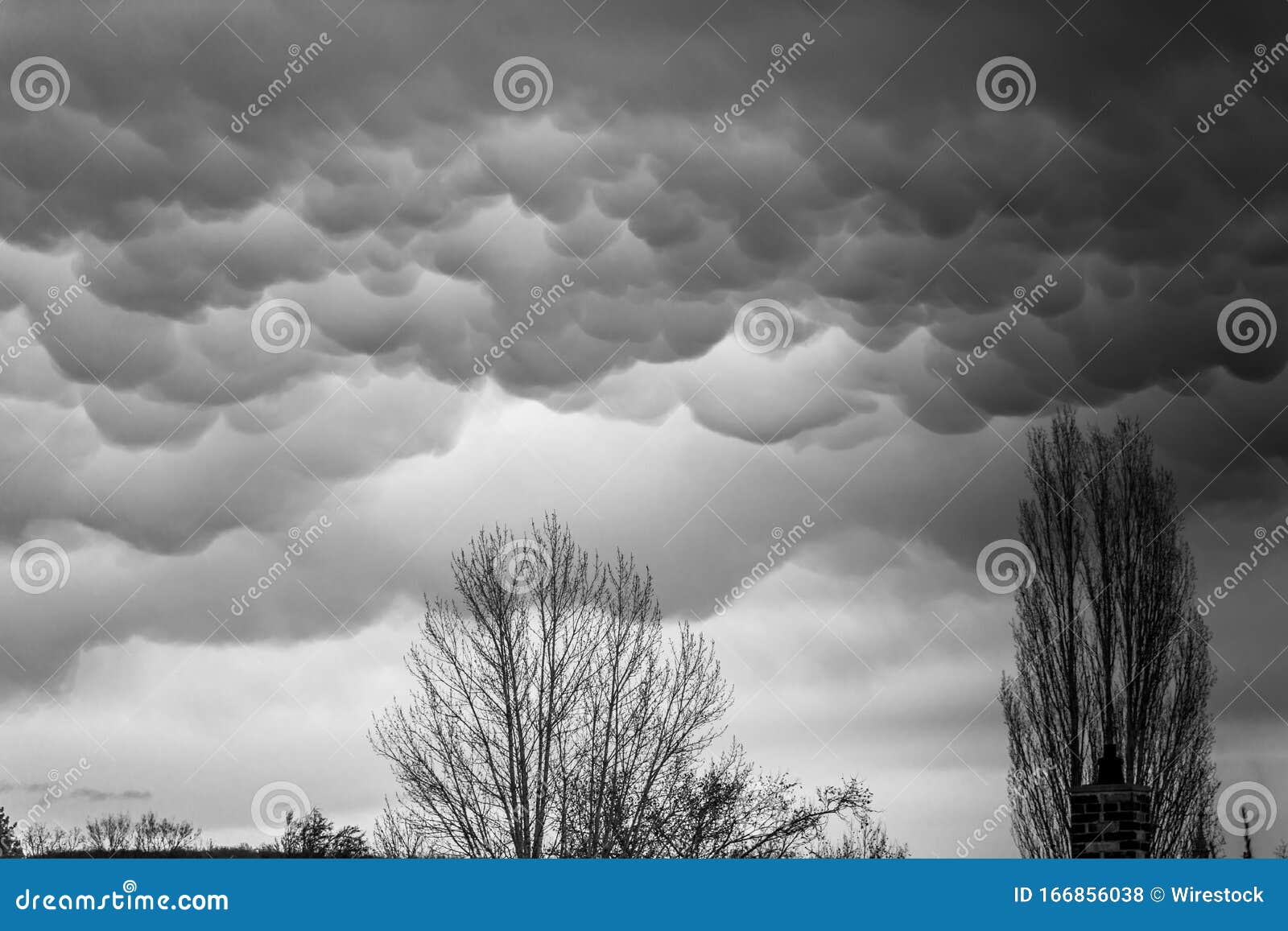 Greyscale Shot of Tall Trees Under the Beautiful Storm Clouds Stock ...