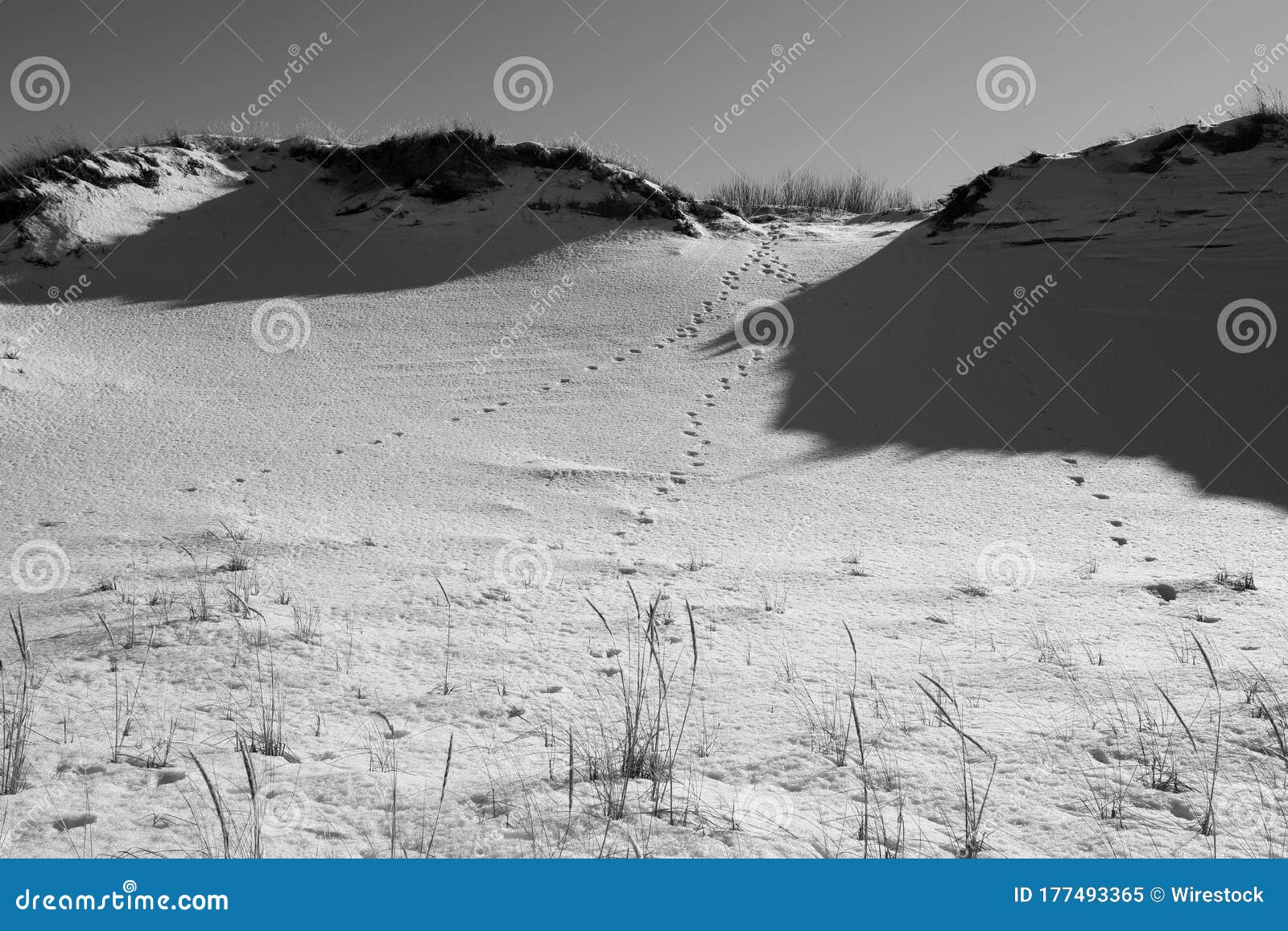 Greyscale Shot of the Traces of an Animal on the Snowy Ground Stock ...