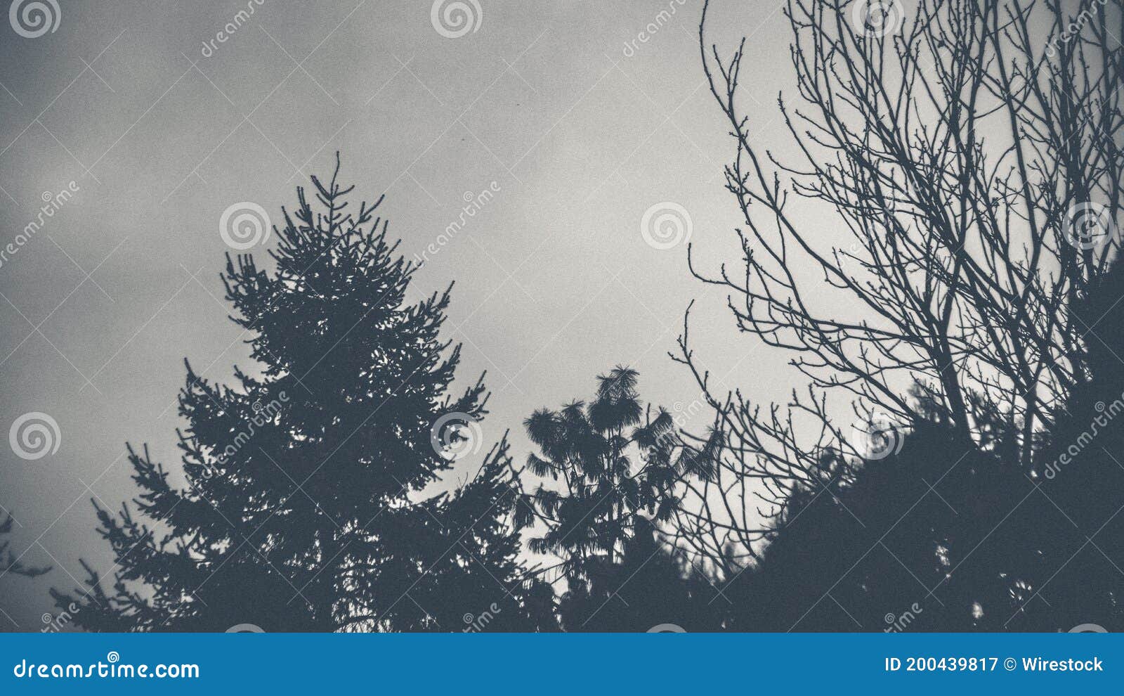 Greyscale Shot of the Trees in Autumn Stock Image - Image of light ...