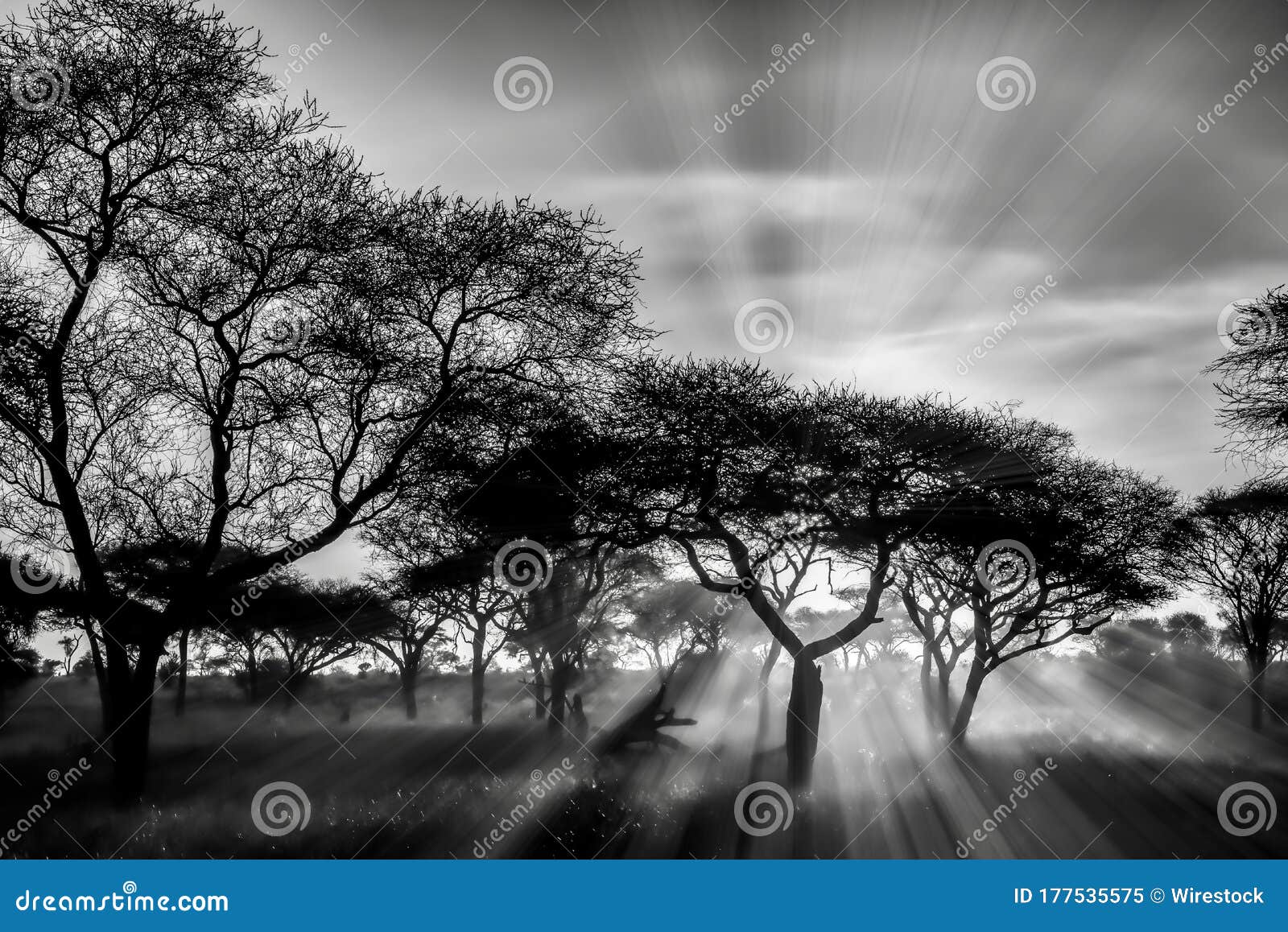 Greyscale Shot of the Trees in the Savanna Plains during Sunset ...
