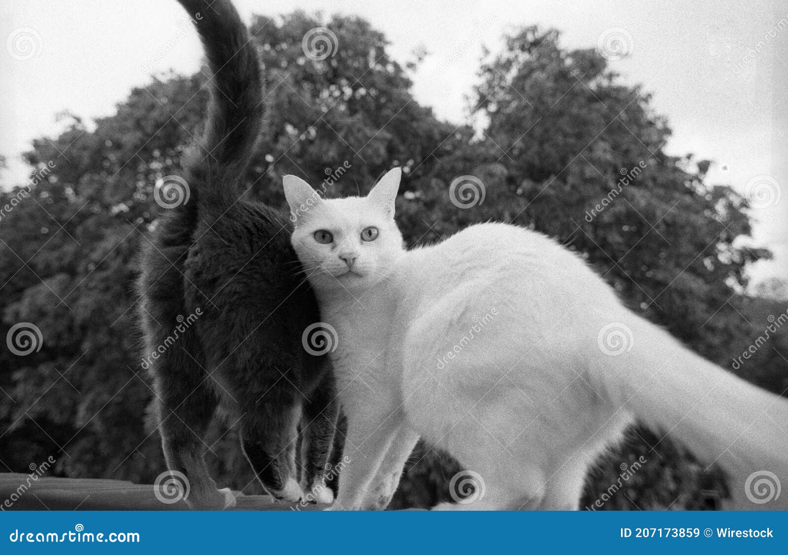 Greyscale Shot of a White Cat Leaning on a Grey Cat and Looking at the ...