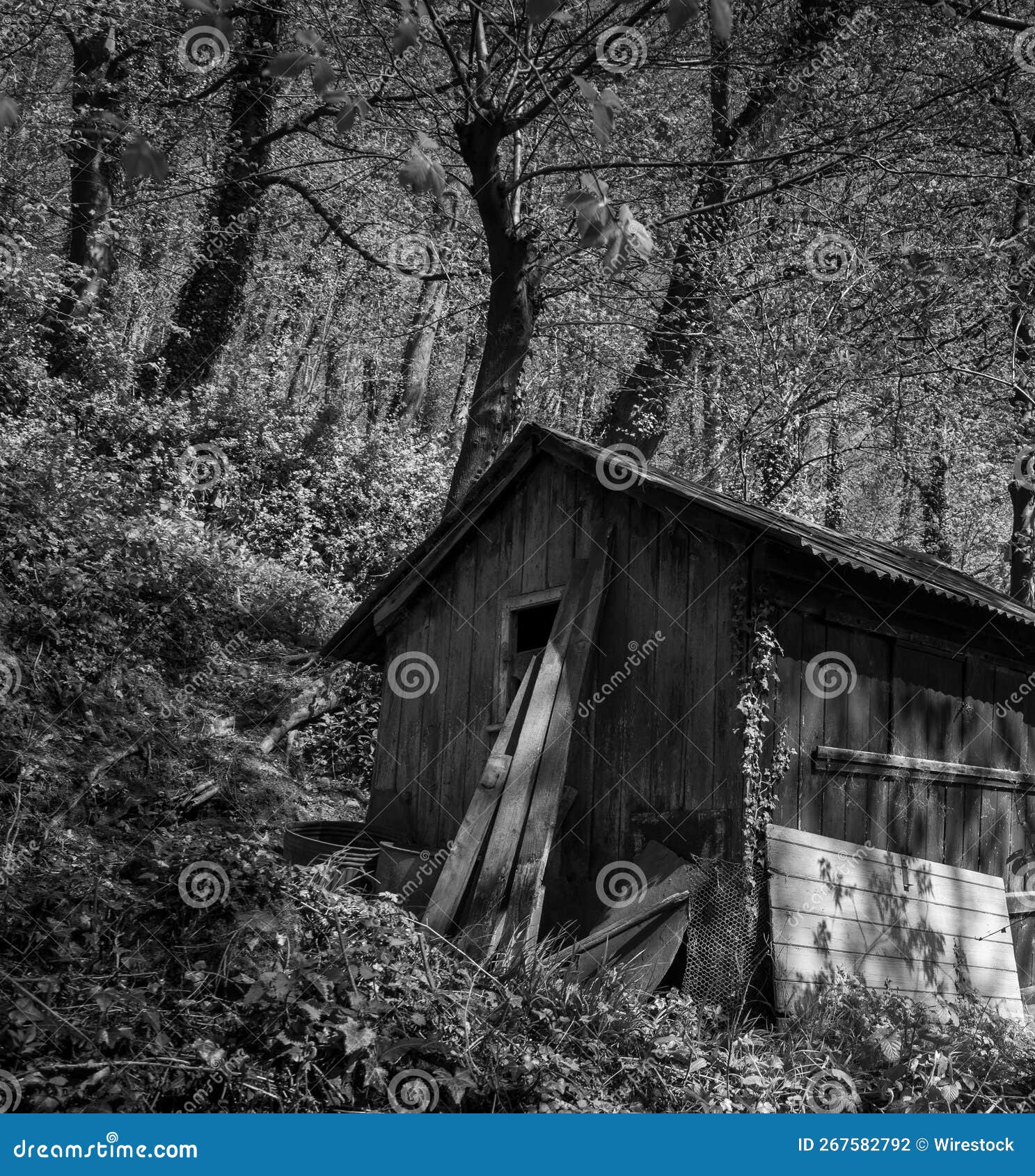 Greyscale Shot of a Wooden Barn in a Forest Stock Photo - Image of ...
