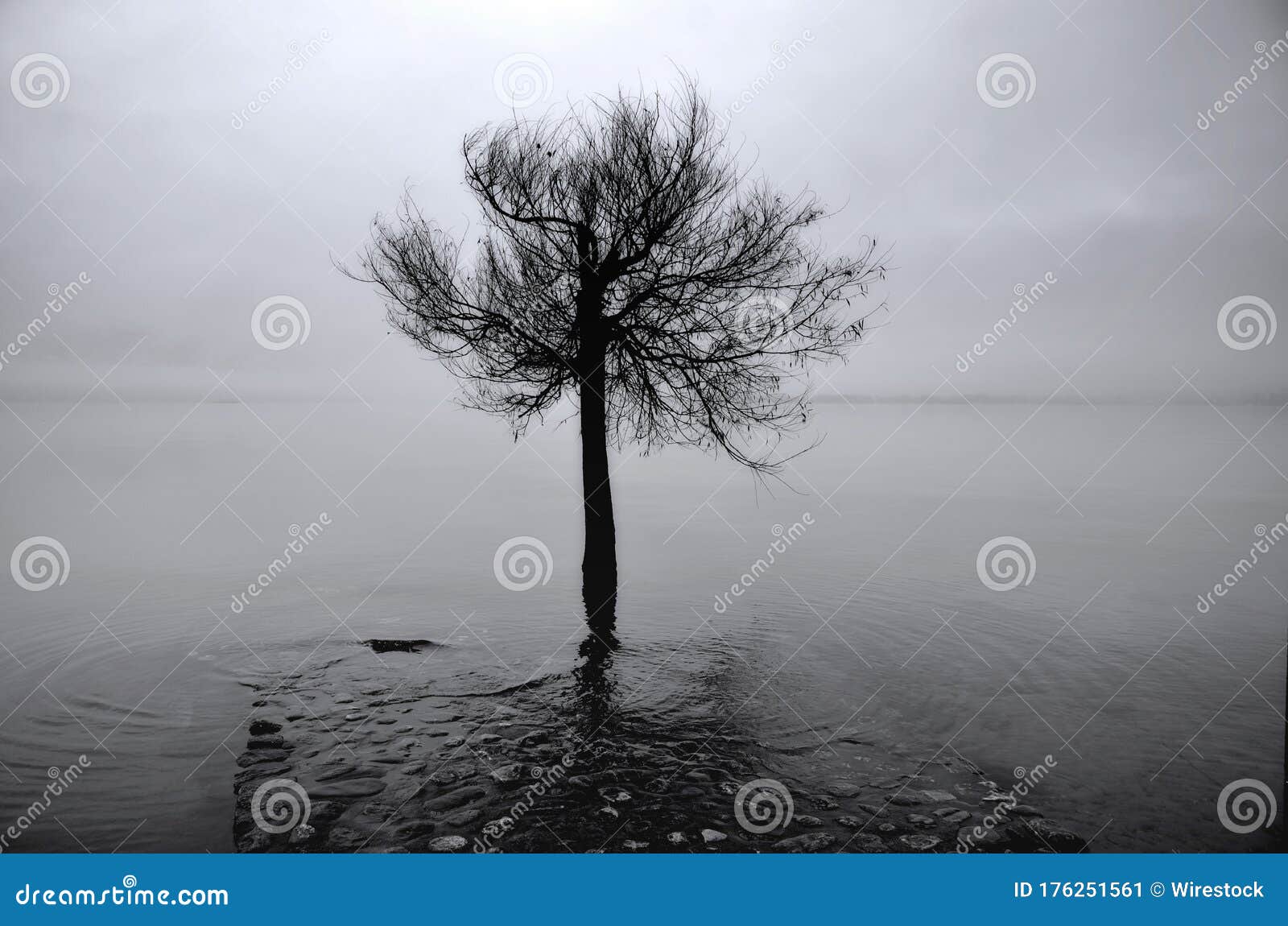 Greyscale of a Tree in the Sea Under a Cloudy Sky - Great for ...